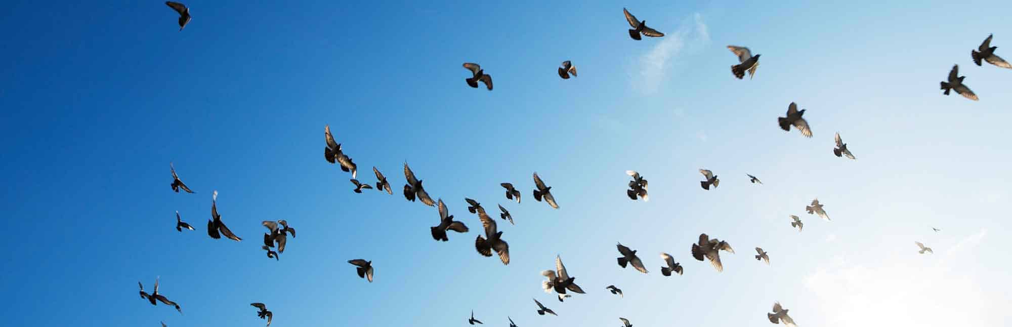 How to transform teaching through Assessment for Learning - THE ...