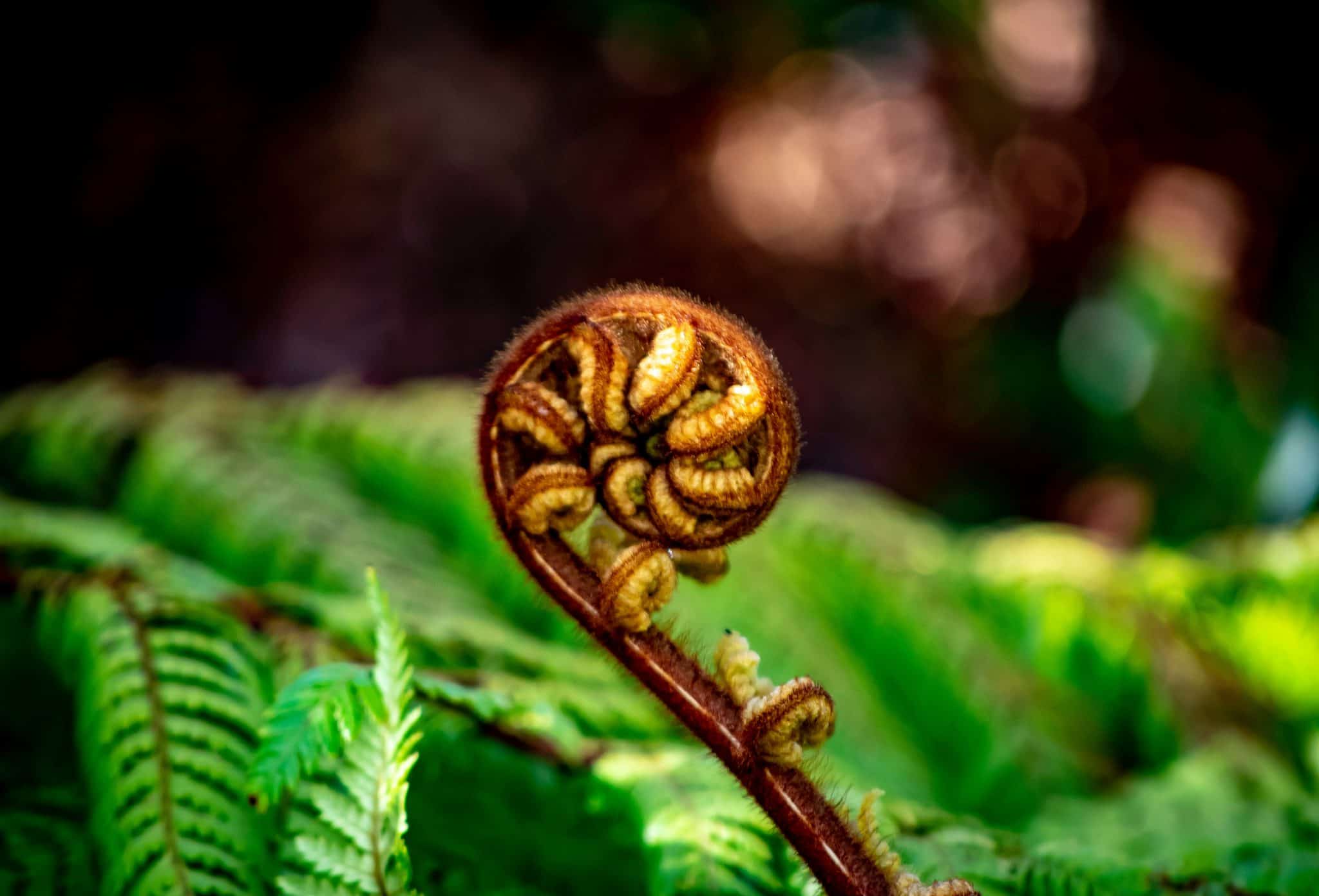 Mātauranga Māori principles from a Kaupapa Māori perspective - THE ...